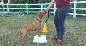 Six Top Tips for Loose Lead Walking Success - Hounds and Hooves
